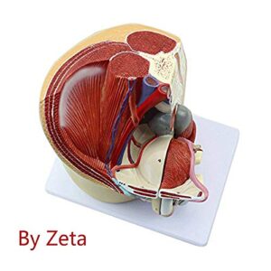 Zeta Male Pelvis Male Genital System Anatomical Model Human Anatomy Model Median Sagittal Section Model