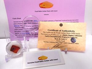 genuine fossil baltic amber resin with insect inclusion from lithuania with free magnifying glass, acrylic display stand, fact sheet & coa bundle.