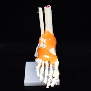 Human Foot Skeleton Model with Ligaments, Flexible, Anatomically Accurate Foot Skeleton Model Life Size Human Skeleton Anatomy for Science Classroom Study Display Teaching Medical Model