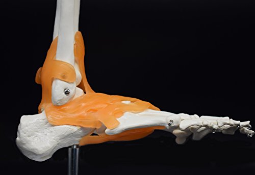 Human Foot Skeleton Model with Ligaments, Flexible, Anatomically Accurate Foot Skeleton Model Life Size Human Skeleton Anatomy for Science Classroom Study Display Teaching Medical Model