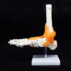 Human Foot Skeleton Model with Ligaments, Flexible, Anatomically Accurate Foot Skeleton Model Life Size Human Skeleton Anatomy for Science Classroom Study Display Teaching Medical Model