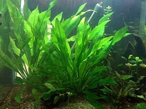 large amazon bleheri sword 18-24 inches tall | live freshwater aquatic plant