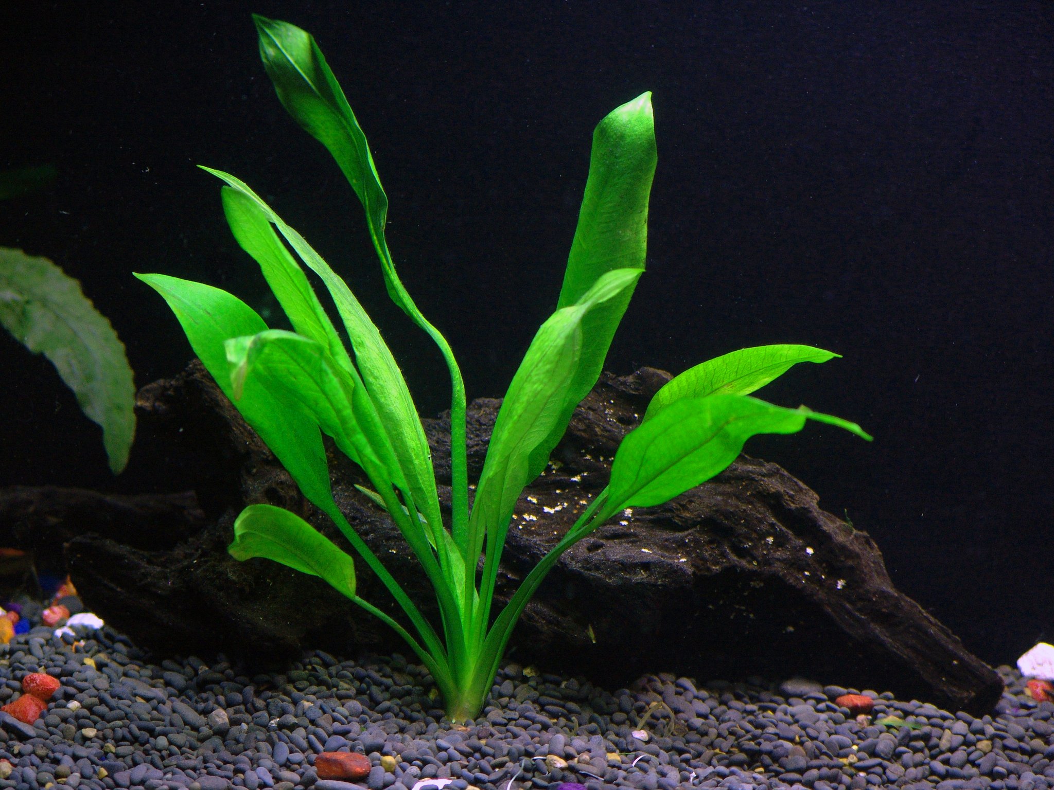 Large Amazon Bleheri Sword 18-24 inches Tall | Live Freshwater Aquatic Plant