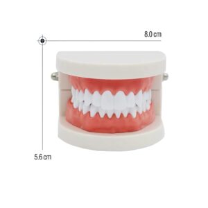 Standard Teeth Model, YOUYA DENTAL Kids Dental Teaching Study Supplies Adults Standard Typodont Demonstration Teeth Model(Without Wisdom Teeth)