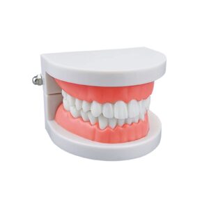 Standard Teeth Model, YOUYA DENTAL Kids Dental Teaching Study Supplies Adults Standard Typodont Demonstration Teeth Model(Without Wisdom Teeth)