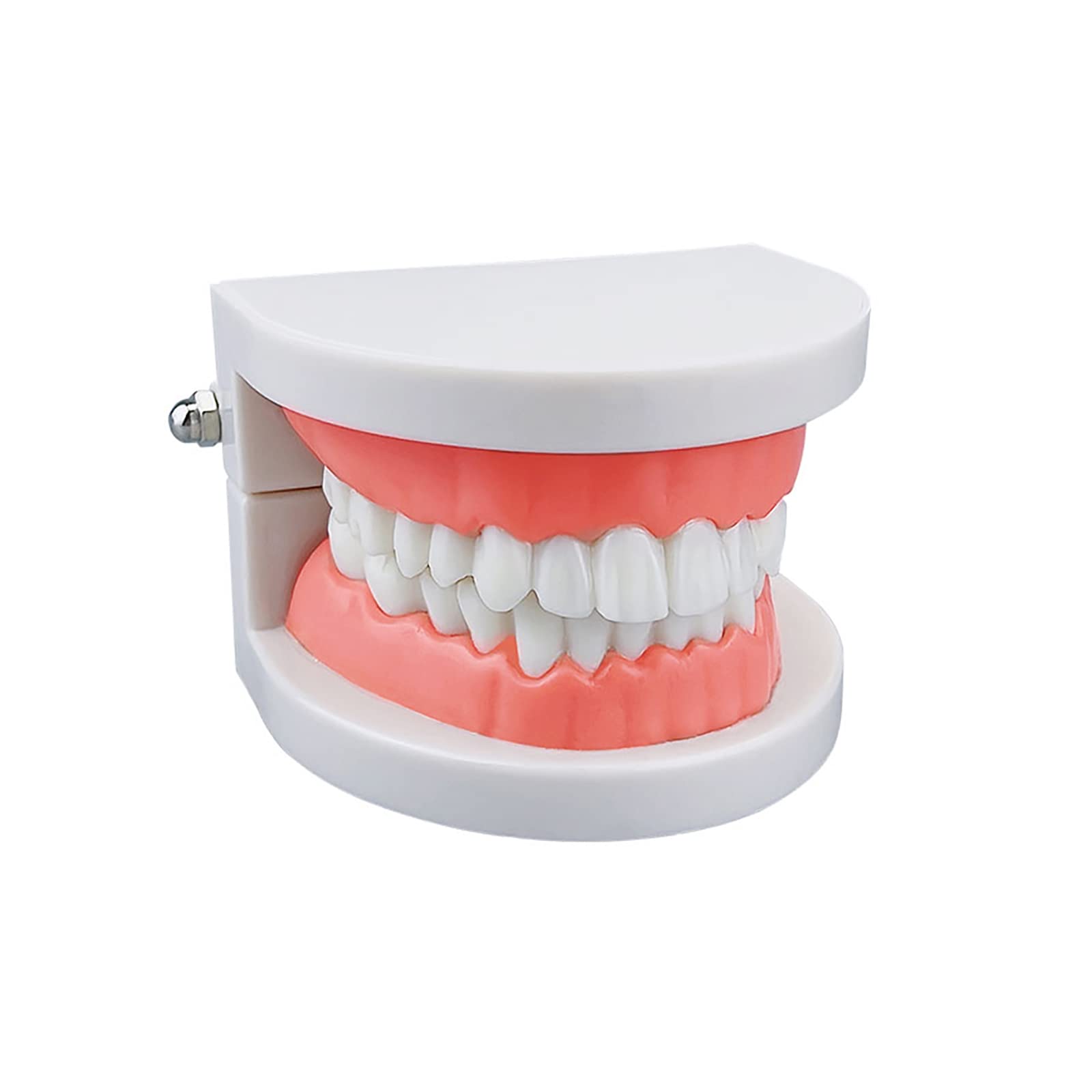 Standard Teeth Model, YOUYA DENTAL Kids Dental Teaching Study Supplies Adults Standard Typodont Demonstration Teeth Model(Without Wisdom Teeth)