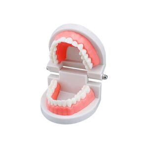 Standard Teeth Model, YOUYA DENTAL Kids Dental Teaching Study Supplies Adults Standard Typodont Demonstration Teeth Model(Without Wisdom Teeth)