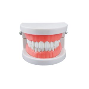 Standard Teeth Model, YOUYA DENTAL Kids Dental Teaching Study Supplies Adults Standard Typodont Demonstration Teeth Model(Without Wisdom Teeth)