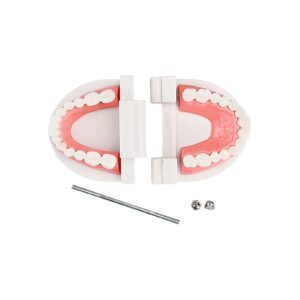 Standard Teeth Model, YOUYA DENTAL Kids Dental Teaching Study Supplies Adults Standard Typodont Demonstration Teeth Model(Without Wisdom Teeth)