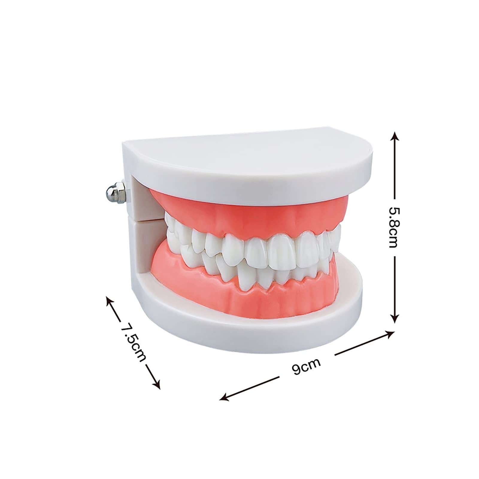 Standard Teeth Model, YOUYA DENTAL Kids Dental Teaching Study Supplies Adults Standard Typodont Demonstration Teeth Model(Without Wisdom Teeth)