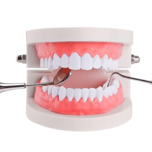 Standard Teeth Model, YOUYA DENTAL Kids Dental Teaching Study Supplies Adults Standard Typodont Demonstration Teeth Model(Without Wisdom Teeth)