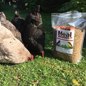 TradeKing 1 lb Dried Mealworms - High Protein Treat for Wild Birds, Chicken, Fish & Reptiles