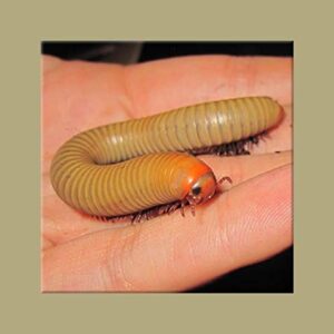 Insectsales.com Live Smoky Oak Millipede (NARCEUS GORDANUS) Educational & Fun