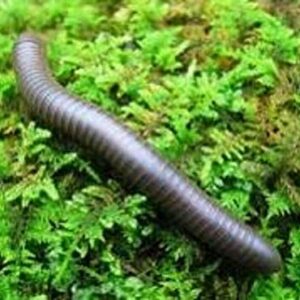 Insectsales.com Live Smoky Oak Millipede (NARCEUS GORDANUS) Educational & Fun