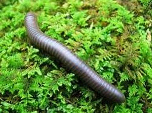 Insectsales.com Live Smoky Oak Millipede (NARCEUS GORDANUS) Educational & Fun