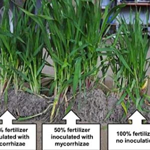 Wildroot Organic Mycorrhizae 16 Species Mycorrhizal Inoculant Drought Proof’s Plants &Trees, Saves Water & Precious Fertilizer, Root Stimulator Explodes Root Growth (1oz - 211 Plants)