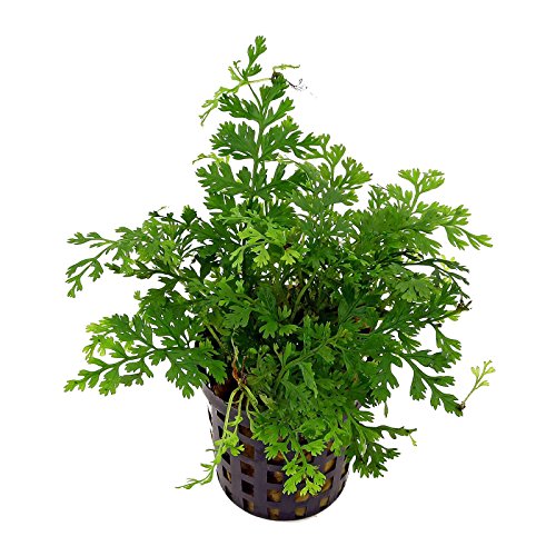 African Fern - Bolbitis Baby Leaf Fern in 2" Pot | Freshwater Aquarium Plant