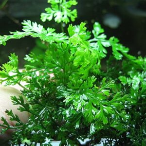 African Fern - Bolbitis Baby Leaf Fern in 2" Pot | Freshwater Aquarium Plant