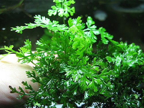 African Fern - Bolbitis Baby Leaf Fern in 2" Pot | Freshwater Aquarium Plant