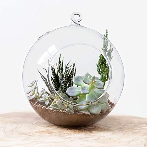 Mkono 6-Inch Hanging Glass Planter Round Air Plant Terrarium Decorations for Succulent, Tillandsia, Candle Holder, 2 Packs