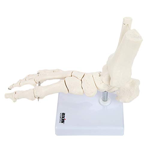 Axis Scientific Human Skeletal Foot Model with Ankle | Anatomically Accurate Design | Foot Bones and Joints Bound with Wire Showing Natural Range of Motion | Comes on Durable Base