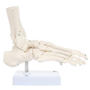 Axis Scientific Human Skeletal Foot Model with Ankle | Anatomically Accurate Design | Foot Bones and Joints Bound with Wire Showing Natural Range of Motion | Comes on Durable Base