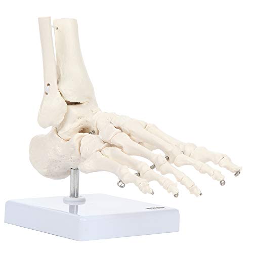 Axis Scientific Human Skeletal Foot Model with Ankle | Anatomically Accurate Design | Foot Bones and Joints Bound with Wire Showing Natural Range of Motion | Comes on Durable Base