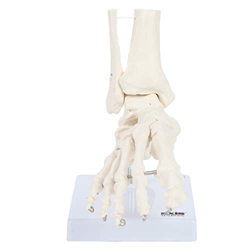 Axis Scientific Human Skeletal Foot Model with Ankle | Anatomically Accurate Design | Foot Bones and Joints Bound with Wire Showing Natural Range of Motion | Comes on Durable Base