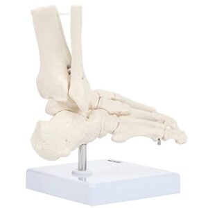 Axis Scientific Human Skeletal Foot Model with Ankle | Anatomically Accurate Design | Foot Bones and Joints Bound with Wire Showing Natural Range of Motion | Comes on Durable Base