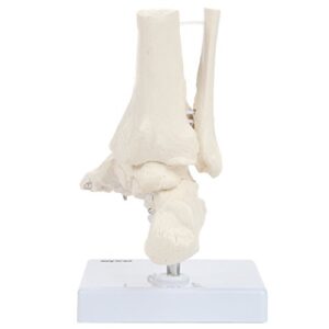 Axis Scientific Human Skeletal Foot Model with Ankle | Anatomically Accurate Design | Foot Bones and Joints Bound with Wire Showing Natural Range of Motion | Comes on Durable Base