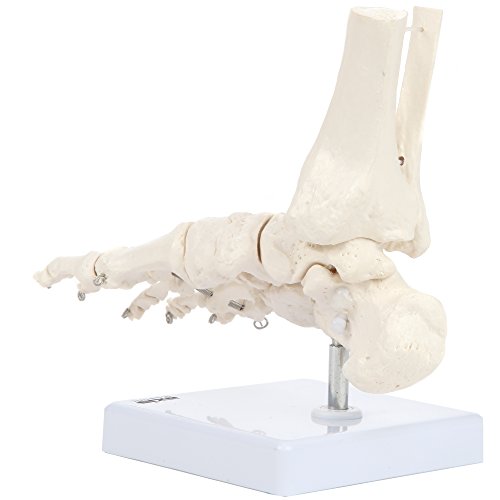 Axis Scientific Human Skeletal Foot Model with Ankle | Anatomically Accurate Design | Foot Bones and Joints Bound with Wire Showing Natural Range of Motion | Comes on Durable Base