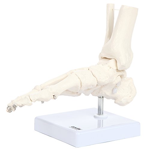 Axis Scientific Human Skeletal Foot Model with Ankle | Anatomically Accurate Design | Foot Bones and Joints Bound with Wire Showing Natural Range of Motion | Comes on Durable Base