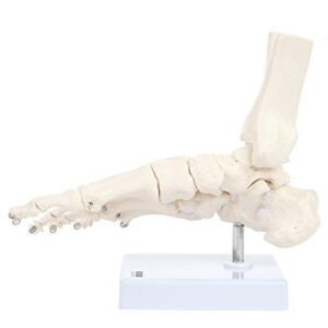 Axis Scientific Human Skeletal Foot Model with Ankle | Anatomically Accurate Design | Foot Bones and Joints Bound with Wire Showing Natural Range of Motion | Comes on Durable Base