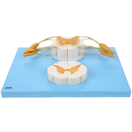 Axis Scientific Enlarged Spinal Cord Model, 8X Life Size Nerves Plus Anterior and Posterior Nerve Roots and Spinal Ganglion - Includes Product Manual, and Base for Display