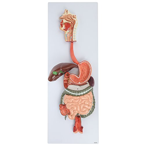 Axis Scientific Human Digestive System Model | Half Life-Size Digestive System Displays Opened Organs | Includes GI-Tract and Colon | Includes Product Manual