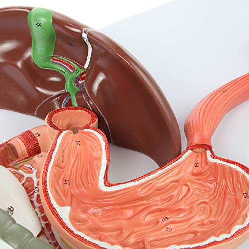 Axis Scientific Human Digestive System Model | Half Life-Size Digestive System Displays Opened Organs | Includes GI-Tract and Colon | Includes Product Manual