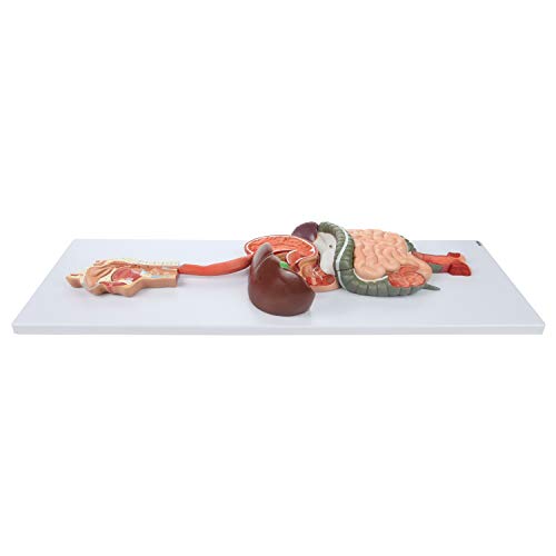 Axis Scientific Human Digestive System Model | Half Life-Size Digestive System Displays Opened Organs | Includes GI-Tract and Colon | Includes Product Manual