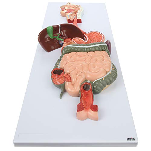 Axis Scientific Human Digestive System Model | Half Life-Size Digestive System Displays Opened Organs | Includes GI-Tract and Colon | Includes Product Manual