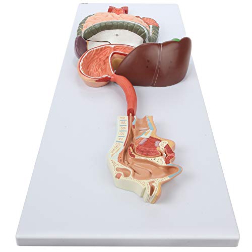 Axis Scientific Human Digestive System Model | Half Life-Size Digestive System Displays Opened Organs | Includes GI-Tract and Colon | Includes Product Manual