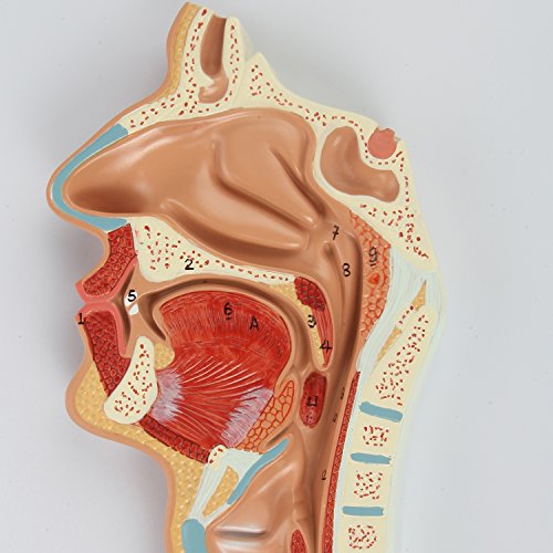 Axis Scientific Human Digestive System Model | Half Life-Size Digestive System Displays Opened Organs | Includes GI-Tract and Colon | Includes Product Manual