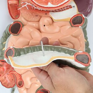 Axis Scientific Human Digestive System Model | Half Life-Size Digestive System Displays Opened Organs | Includes GI-Tract and Colon | Includes Product Manual