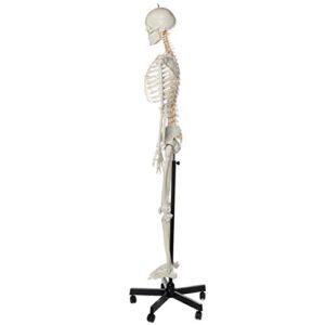 Axis Scientific Flexible Life-Size Skeleton Anatomical Model, Bundle Containing 5' 6" Anatomically Correct Skeleton, 206 Bones, Interactive Medical Replica, Adjustable Rolling Stand, Dust Cover