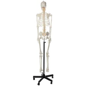 Axis Scientific Flexible Life-Size Skeleton Anatomical Model, Bundle Containing 5' 6" Anatomically Correct Skeleton, 206 Bones, Interactive Medical Replica, Adjustable Rolling Stand, Dust Cover