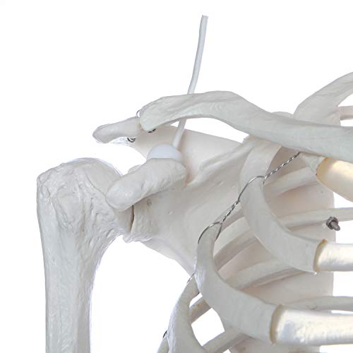 Axis Scientific Flexible Life-Size Skeleton Anatomical Model, Bundle Containing 5' 6" Anatomically Correct Skeleton, 206 Bones, Interactive Medical Replica, Adjustable Rolling Stand, Dust Cover