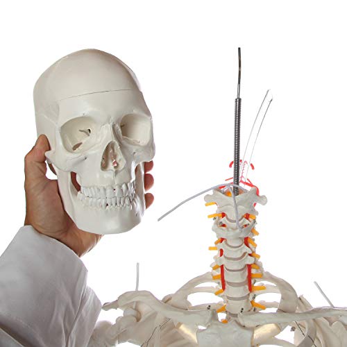 Axis Scientific Flexible Life-Size Skeleton Anatomical Model, Bundle Containing 5' 6" Anatomically Correct Skeleton, 206 Bones, Interactive Medical Replica, Adjustable Rolling Stand, Dust Cover