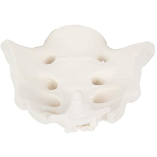 Axis Scientific Human Sacrum Bone Model | Cast from a Real Human Sacrum Bone Specimen | Coccyx Has Natural Mobilty | Includes Product Manual