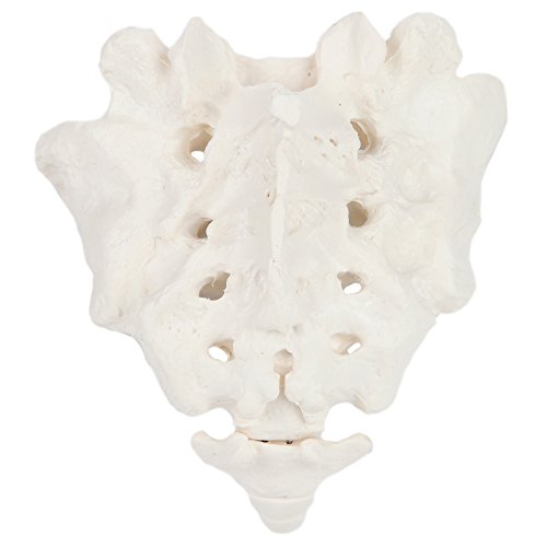 Axis Scientific Human Sacrum Bone Model | Cast from a Real Human Sacrum Bone Specimen | Coccyx Has Natural Mobilty | Includes Product Manual