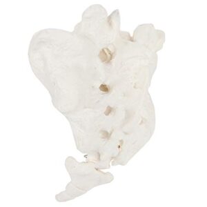 Axis Scientific Human Sacrum Bone Model | Cast from a Real Human Sacrum Bone Specimen | Coccyx Has Natural Mobilty | Includes Product Manual