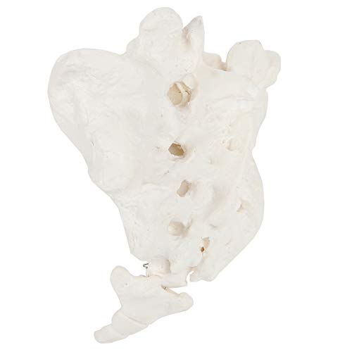 Axis Scientific Human Sacrum Bone Model | Cast from a Real Human Sacrum Bone Specimen | Coccyx Has Natural Mobilty | Includes Product Manual