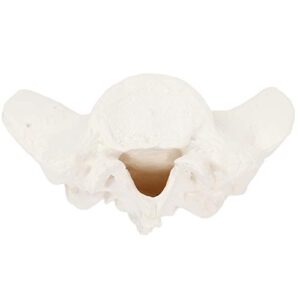 Axis Scientific Human Sacrum Bone Model | Cast from a Real Human Sacrum Bone Specimen | Coccyx Has Natural Mobilty | Includes Product Manual